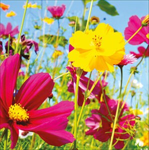 Wild Flowers | OCD-UK